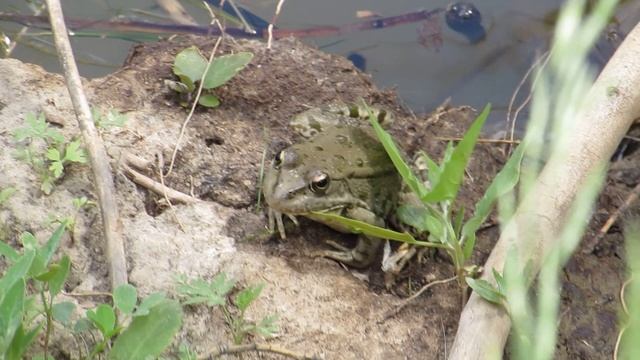 Ачаирский монастырь. Омск.