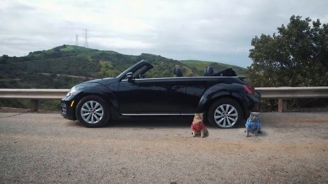 Pet Peeves - Driving