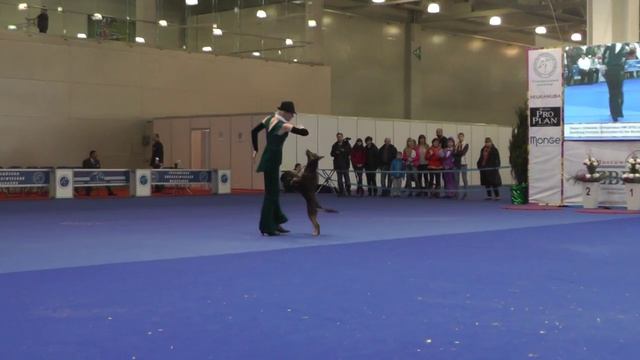 Танцы с собаками Евразия - 2015