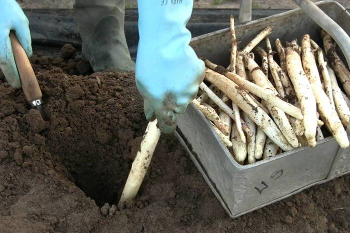 спаржа белая, как ее выращивают   #garden #farm