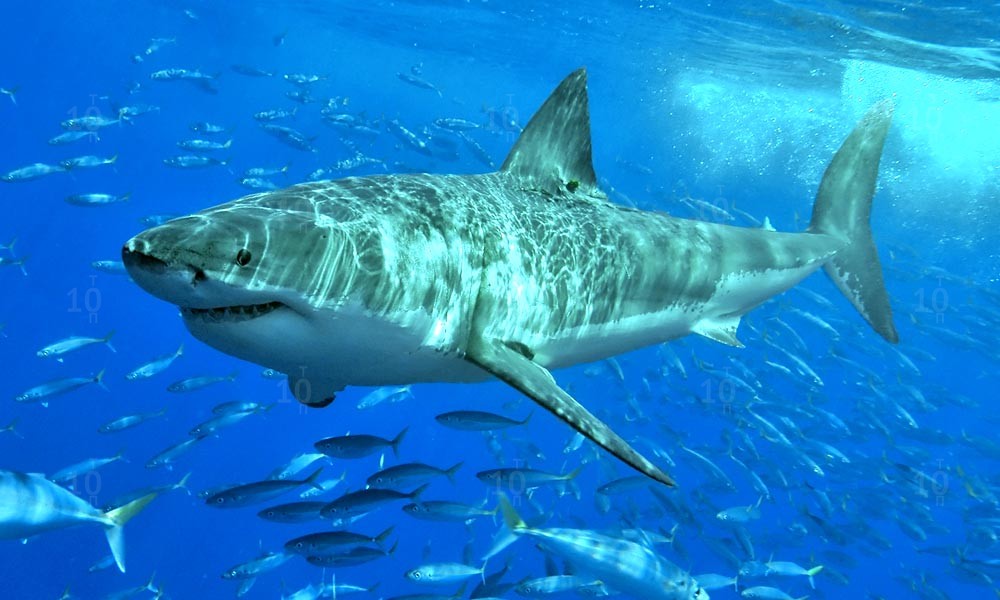 100.Трофеи 20.mp4