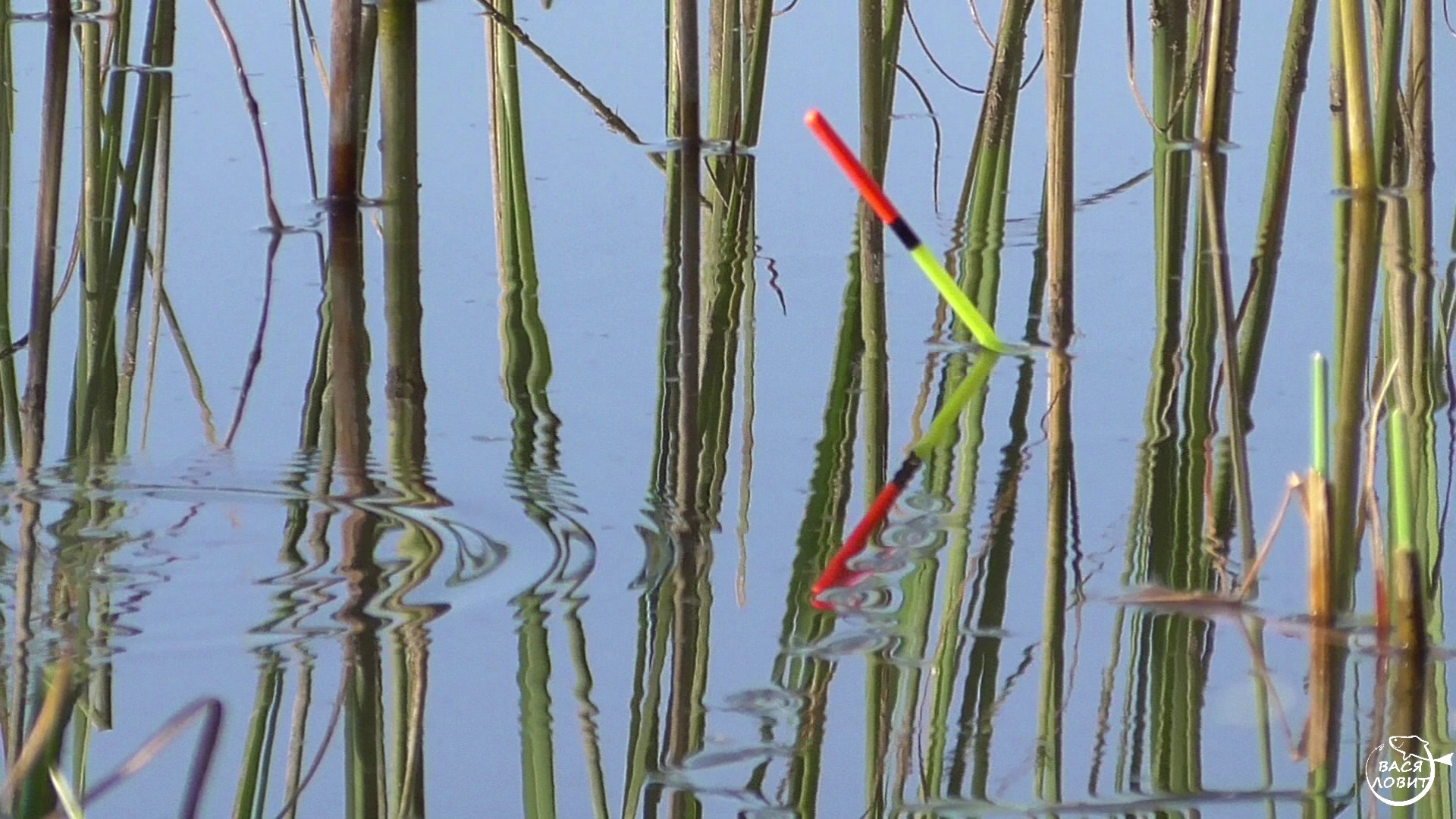 Незабываемые эмоции. КАРАСЬ на поплавок в камышах (31.05.2021)