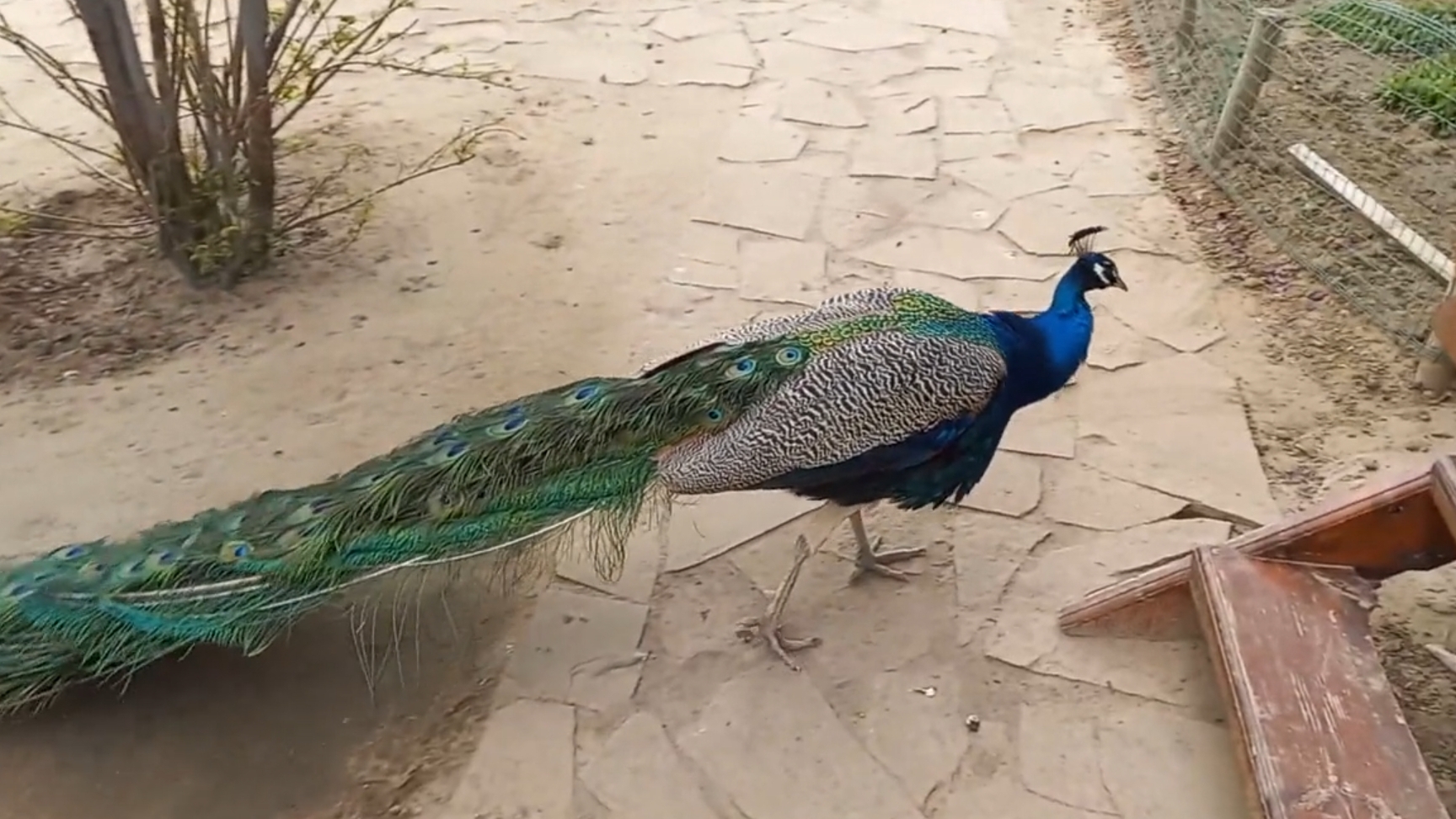 Ферма экзотических птиц, Калинин парк.