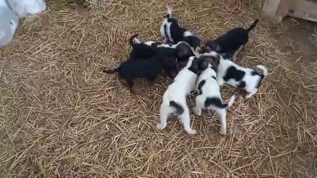 22 марта 2024 пятница

Феня и Горох (Горох- это восемь щенков Фени)