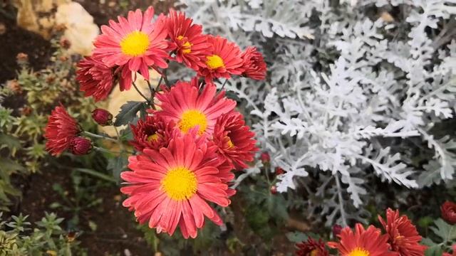 Бал хризантем в нашем саду