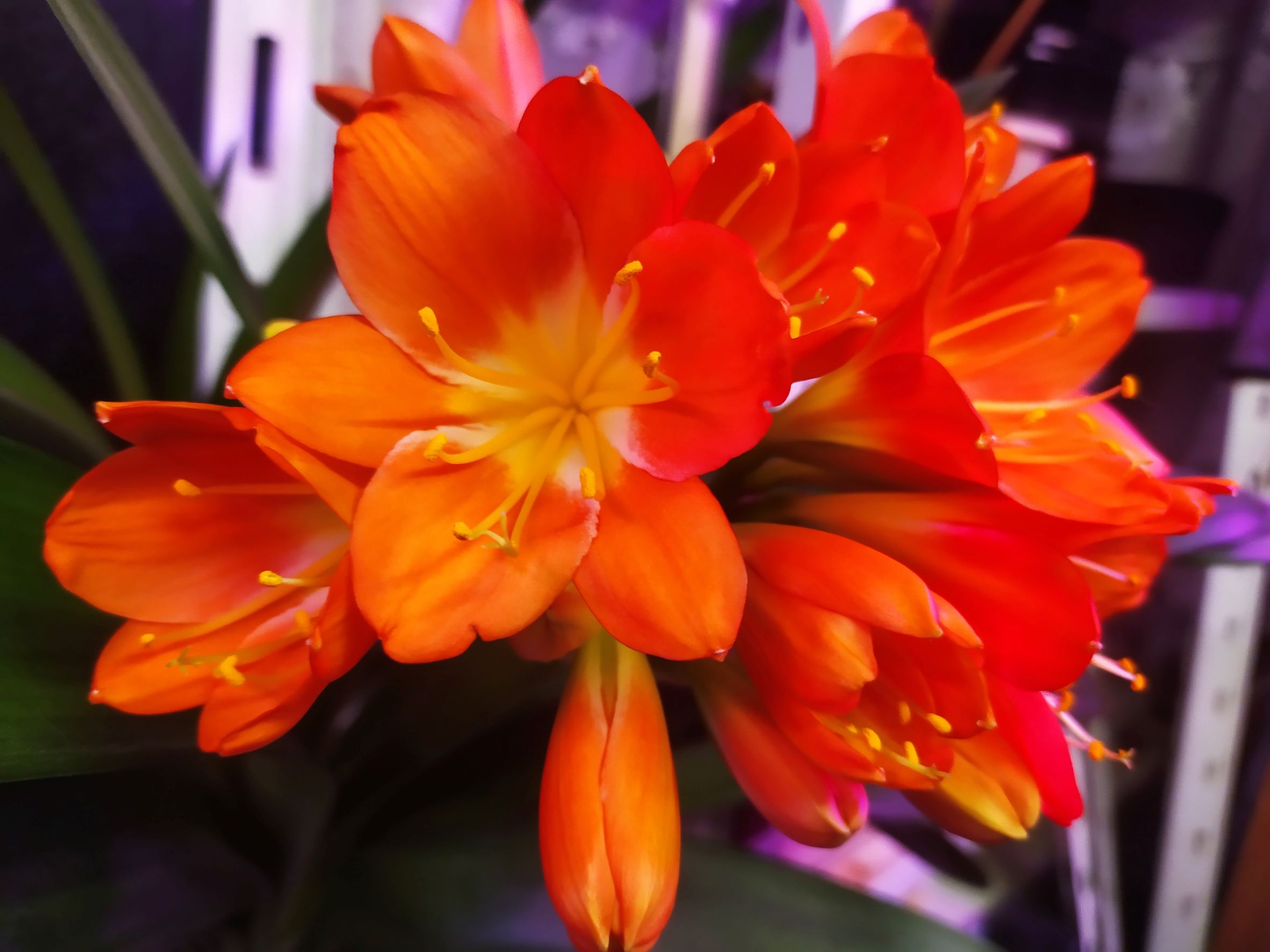 Как разделить кливию