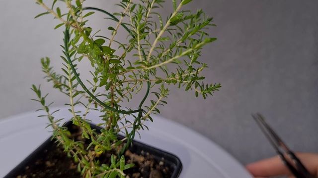 Триптомена розовая 3