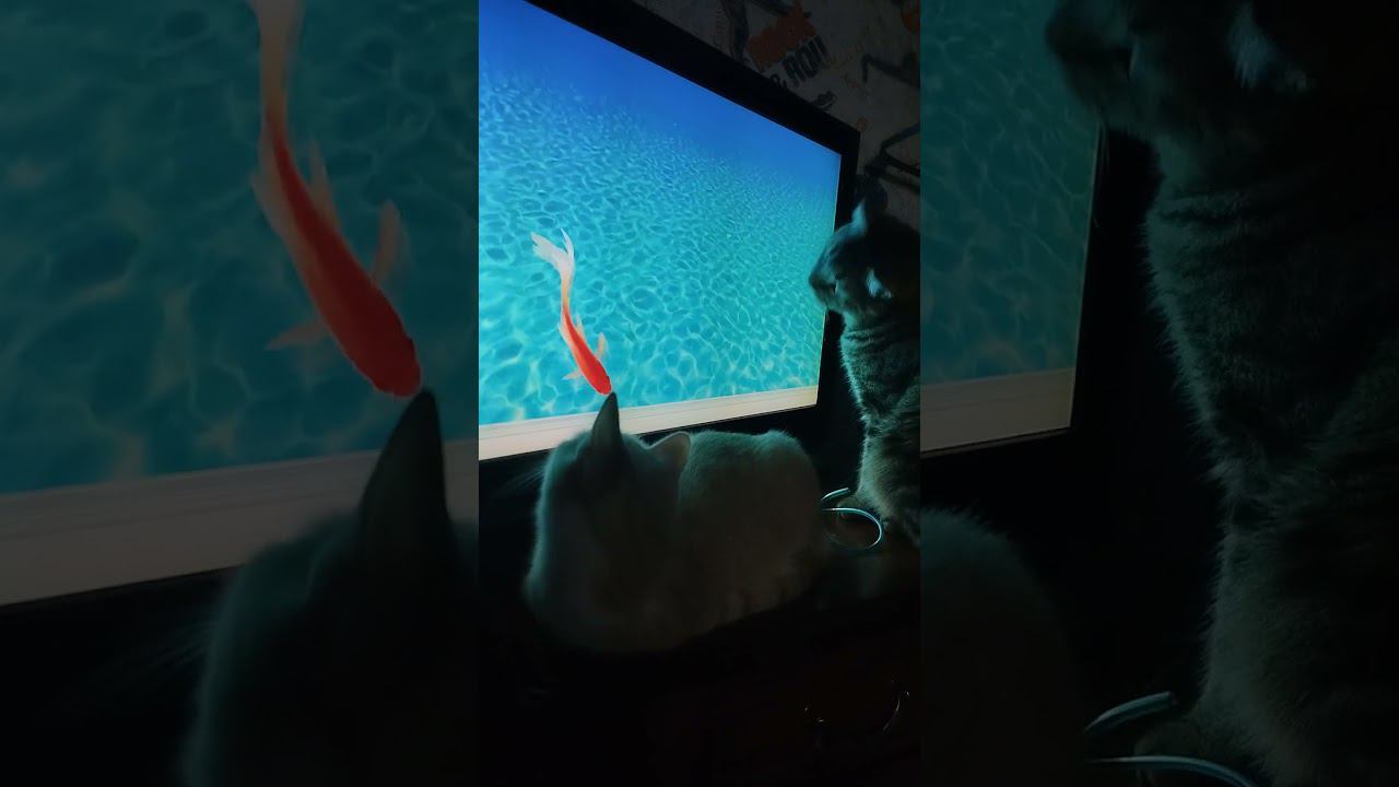 Видео для кошек