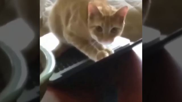 🐾 Лучшие приколы с животными — 🐶 Собаки, 🐱 коты и 🌊 море смеха! 😂🤣