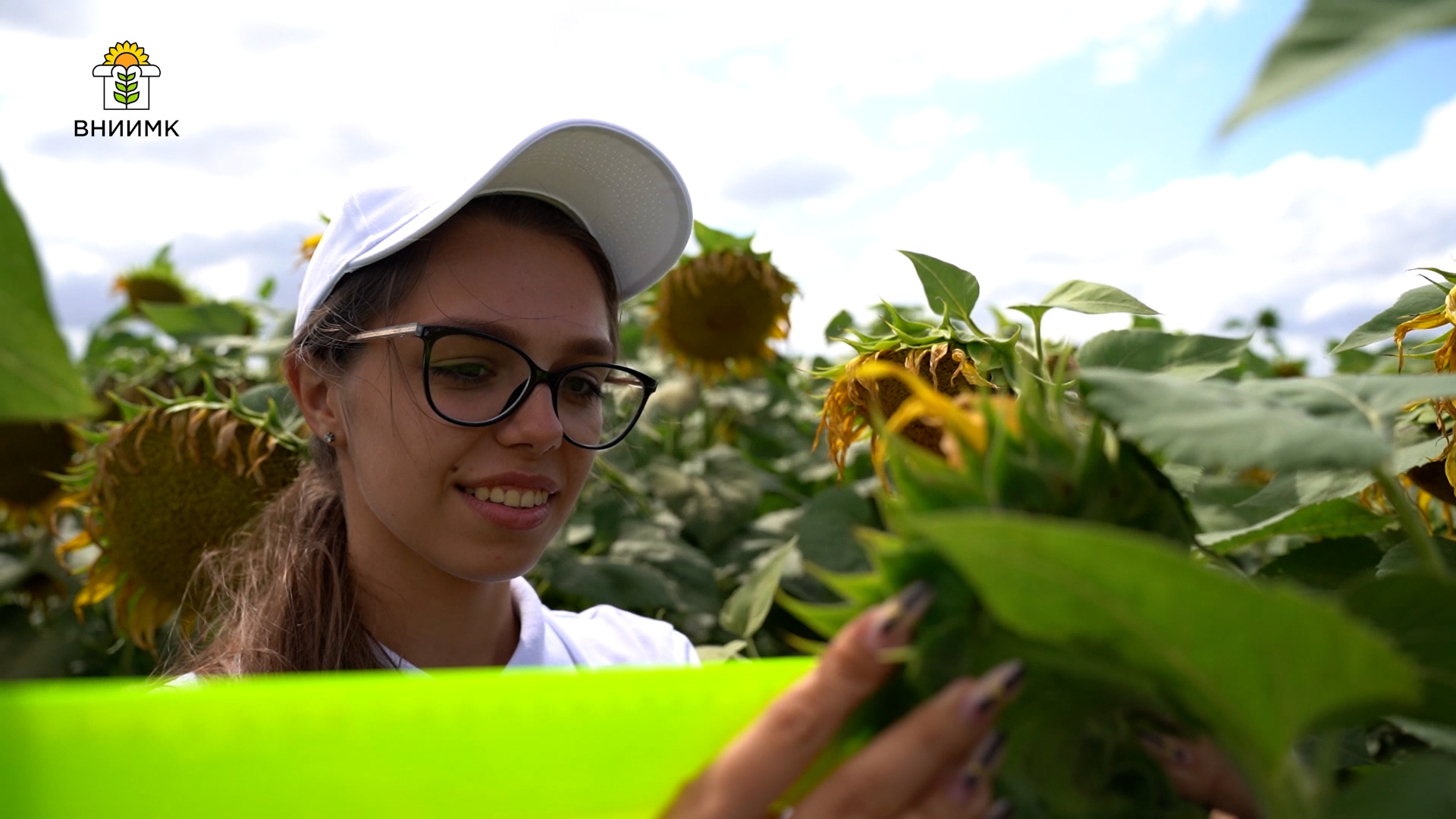 Влияют ли сроки посева на продуктивность подсолнечника?