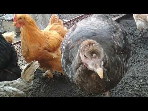 Ноздри индюшки покрылись корочкой//Индюшке тяжело дышать как лечить.