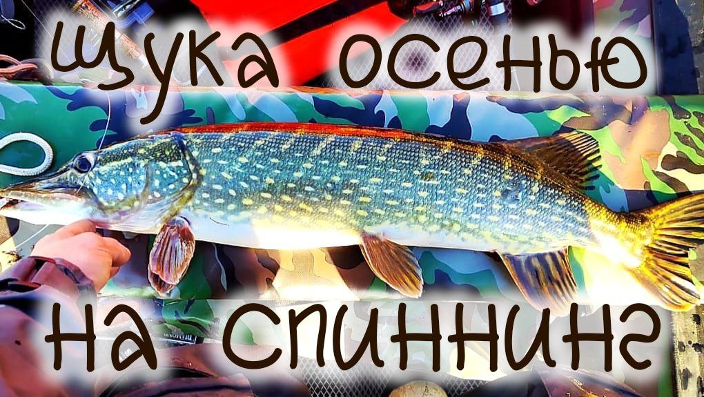 Щука на спиннинг , рыбалка осенью ,Pike on a spinning rod, fishing in the fall,