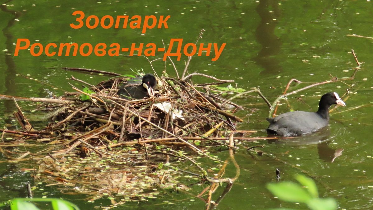 Пара лысух на гнезде. По очереди насиживают яйца, крутят их, возят веточки. Зоопарк Ростова-на-Дону