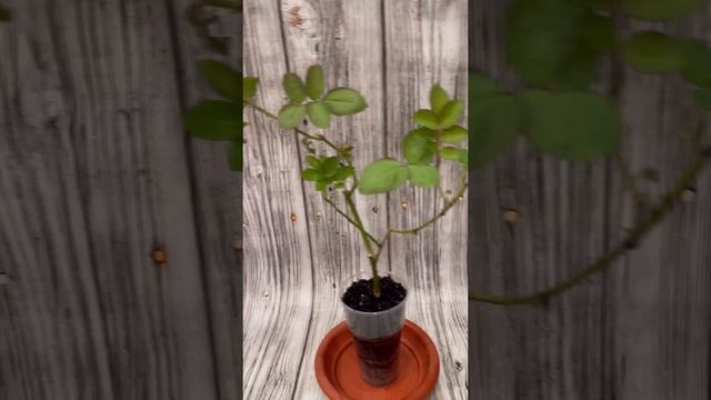 Роза белая ч/г , крупный бутон.