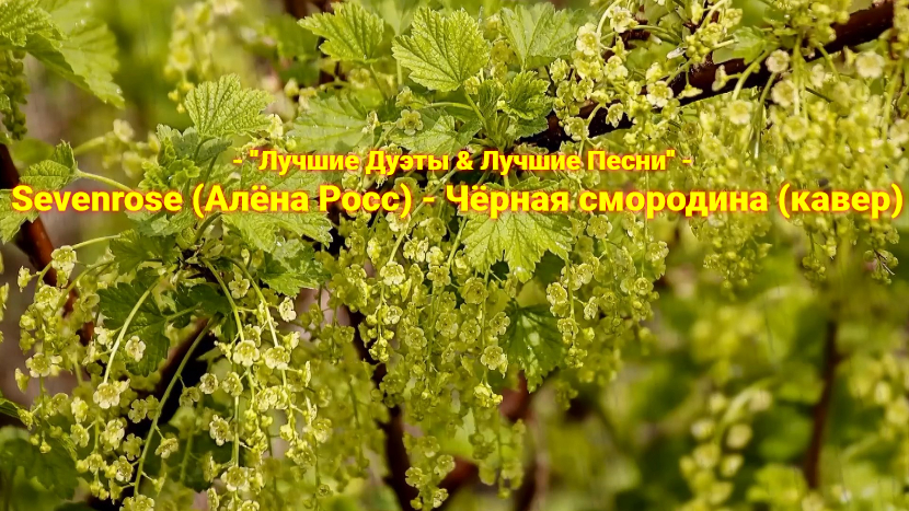 Sevenrose (Алёна Росс) - Чёрная смородина (кавер)