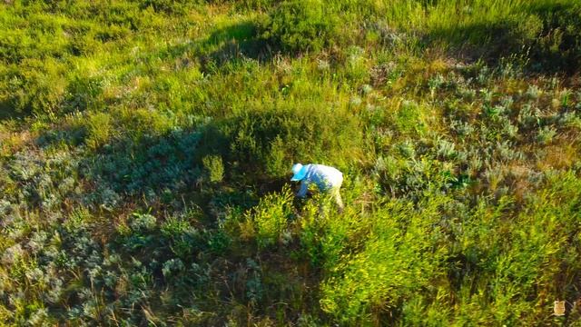 Сбор трав для чая 2022 год.