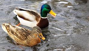 Пермские уточки. #пермь #утки