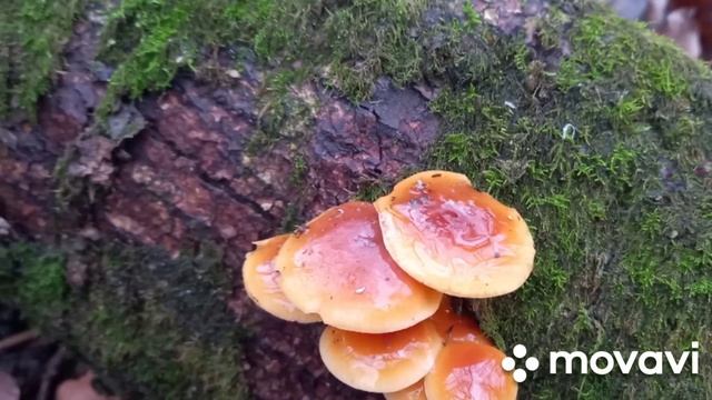 ?ЗИМНИЕ ОПЯТА - FLAMMULINA VELUTIPES?