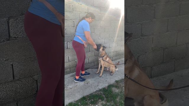 Два брата малинуа начали обучение у меня