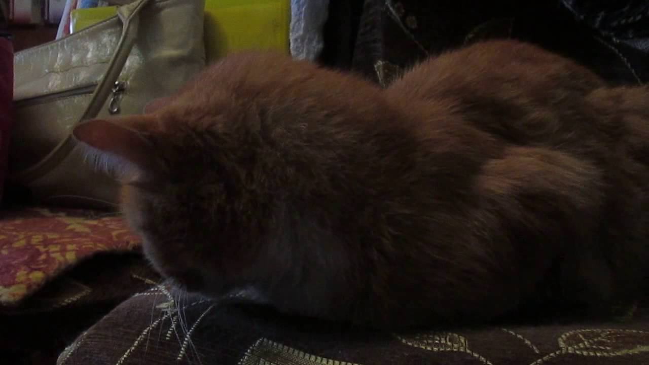 Рыжик: "Мяу!!!! Это же Валерий Ярушин! Моя любимая песня "Про кота без сапог"""