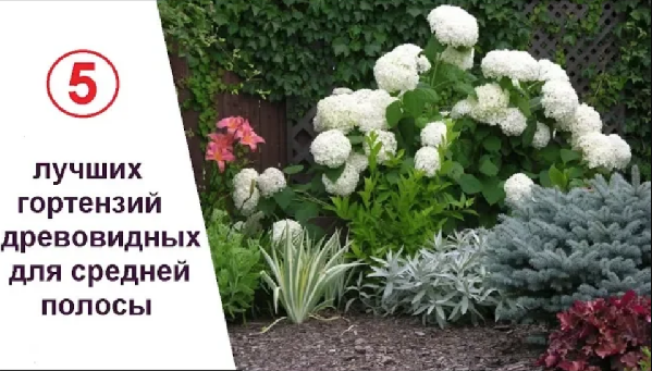 ❀ 5 лучших древовидных гортензий для средней полосы