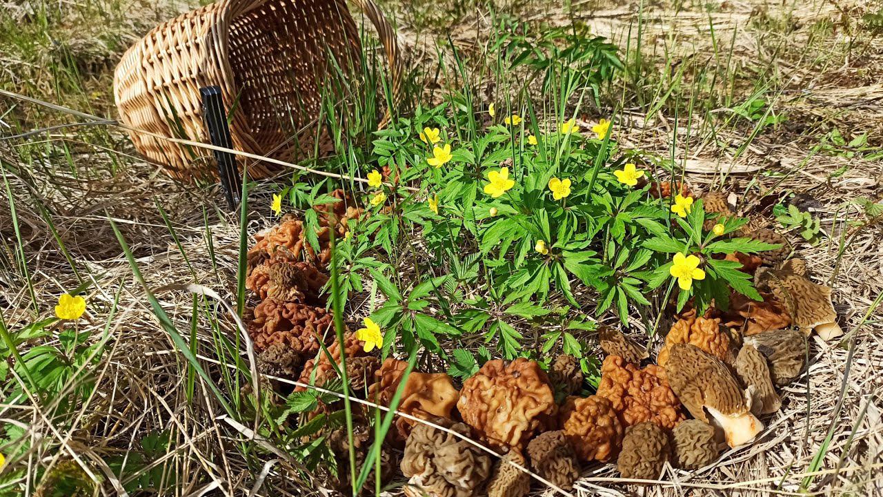 СМОРЧКОВАЯ ШАПОЧКА ПОШЛА  МАССОВО в Подмосковье!?