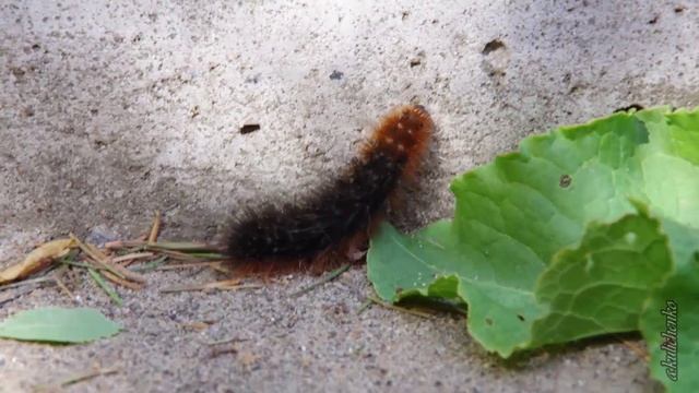 ГУСЕНИЦА-СПРИНТЕР