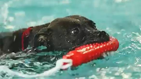 Питбуль Кенгуру. Соревнования по док-дайвингу 08.06.2024 ЦКР Нева