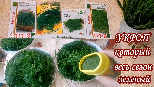 Весь сезон выращиваю укроп без зонтиков. Делюсь своими хитринками