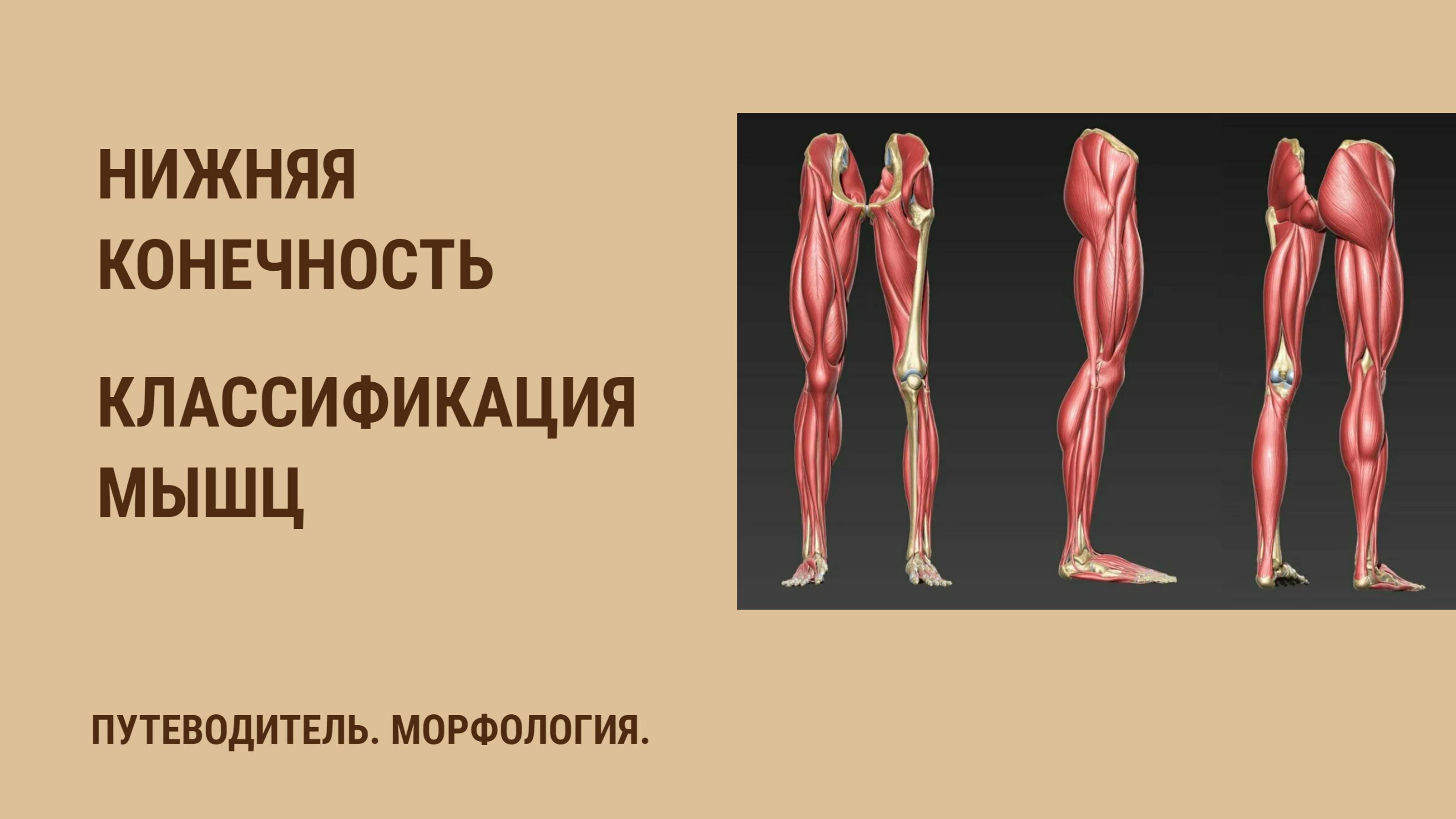 Классификация мышц нижней конечности