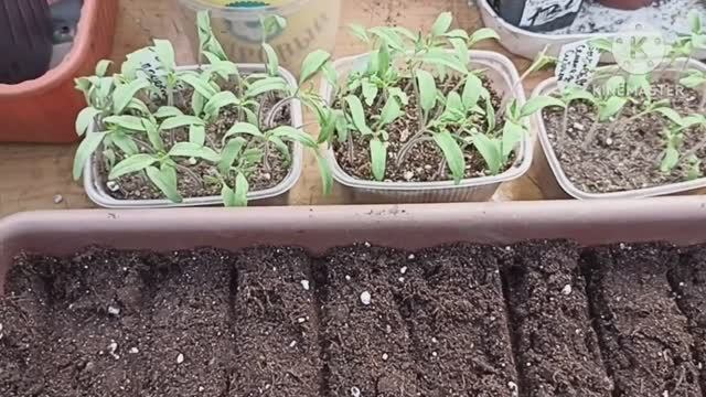 Промежуточная пикировка рассады томатов для открытого и закрытого грунта.