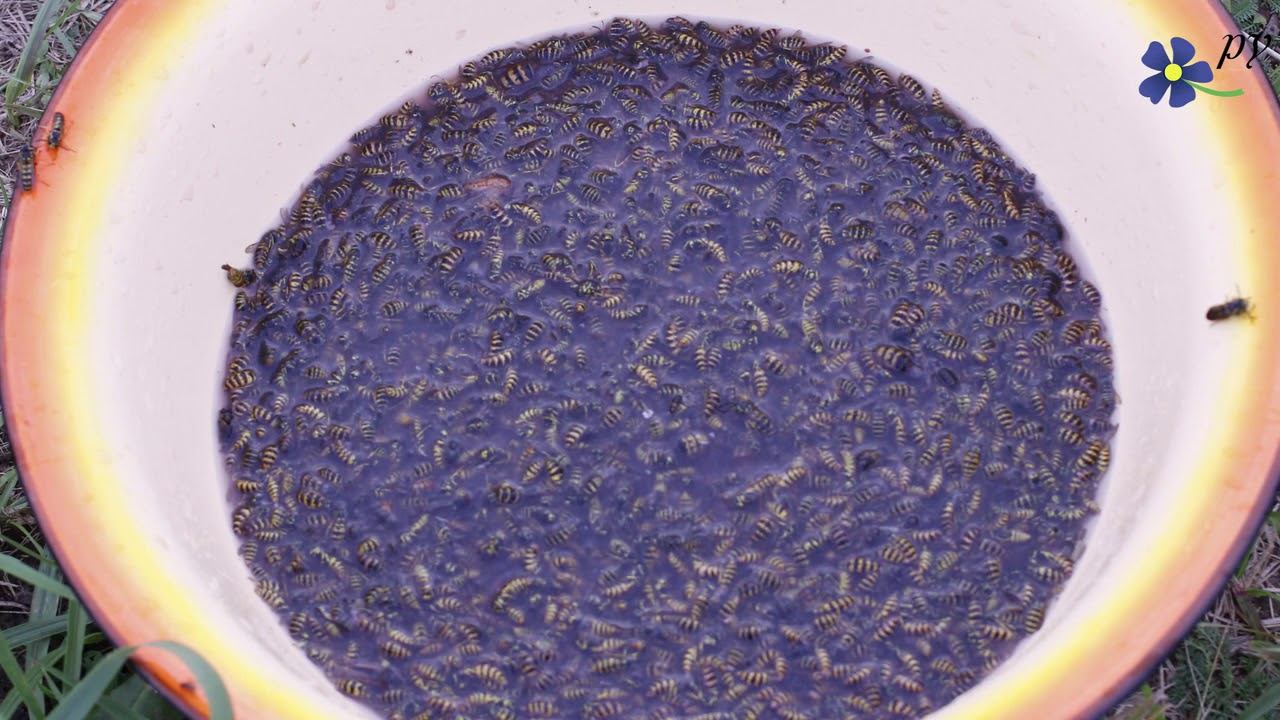 Ловушки и травилки для ос просто и дешево