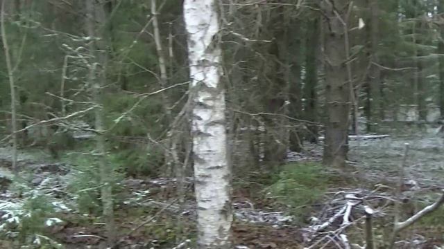 Охота с гочими  04.11.2022. (1).mp4