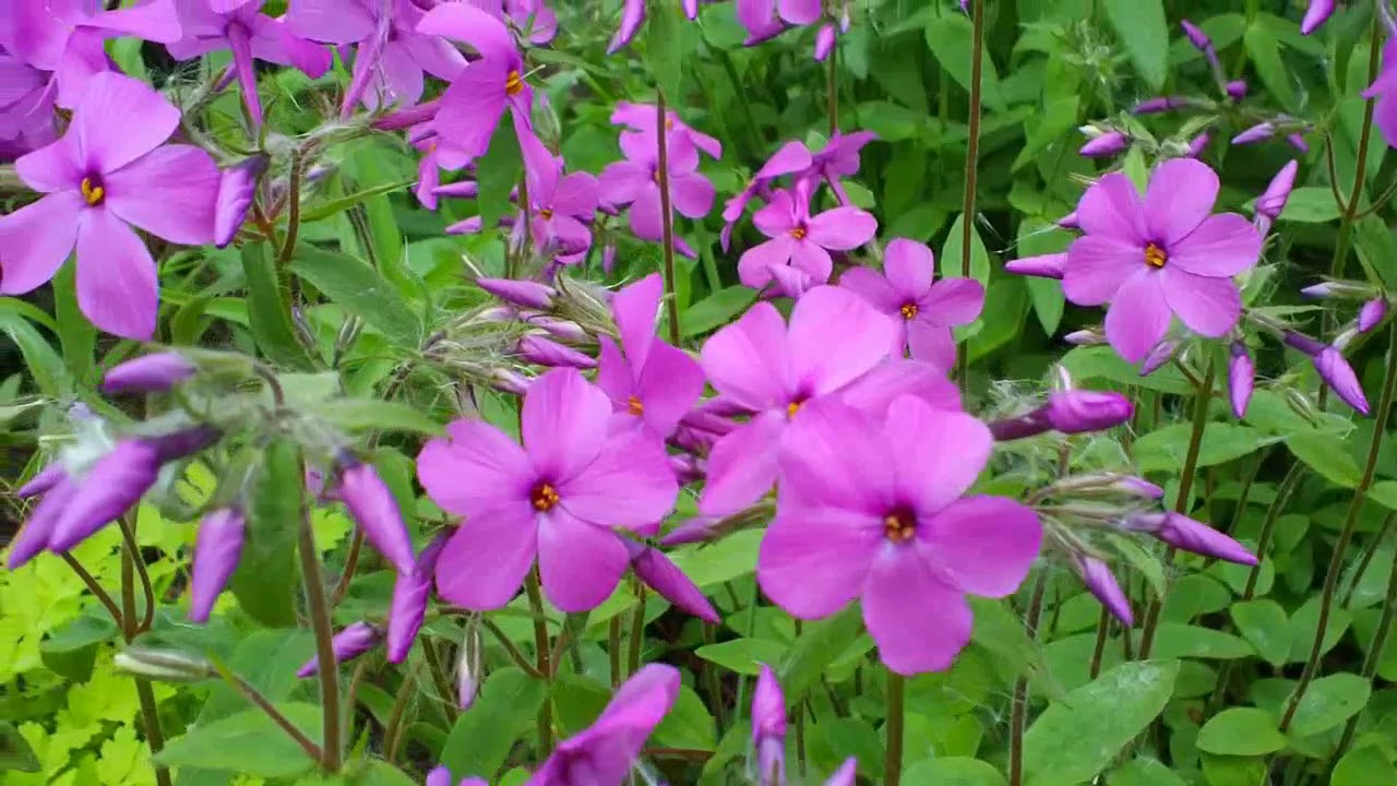 14  Флокс канадский.  Дачные картинки 2018