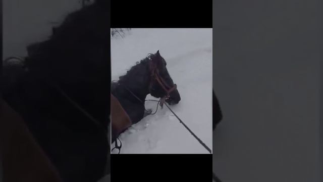 Снег в Алтайском крае