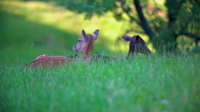 Спокойная музыка снимает стресс, успокаивает и расслабляет тело и душу.