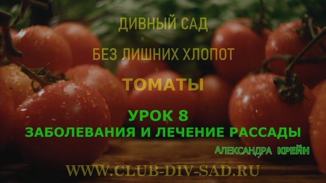 ТОМАТЫ Часть 1. Урок 8. ЗАБОЛЕВАНИЯ И ЛЕЧЕНИЕ РАССАДЫ