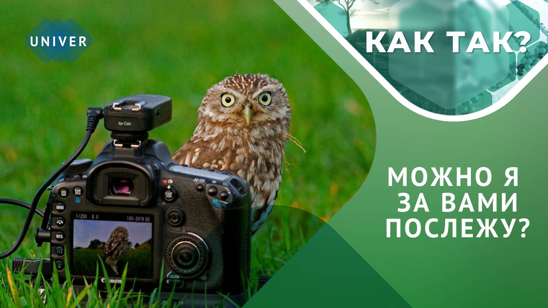 Замечать прекрасное: как и где наблюдать за птицами? Бердвотчинг для чайников // "КАК ТАК?"Выпуск 18