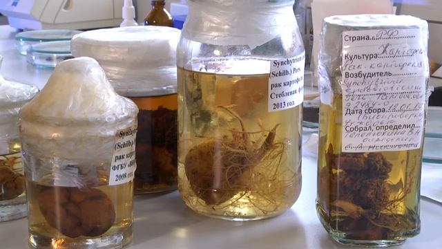 Рак картофеля (Synchytrium endobioticum (Schilb.) Percival).mp4