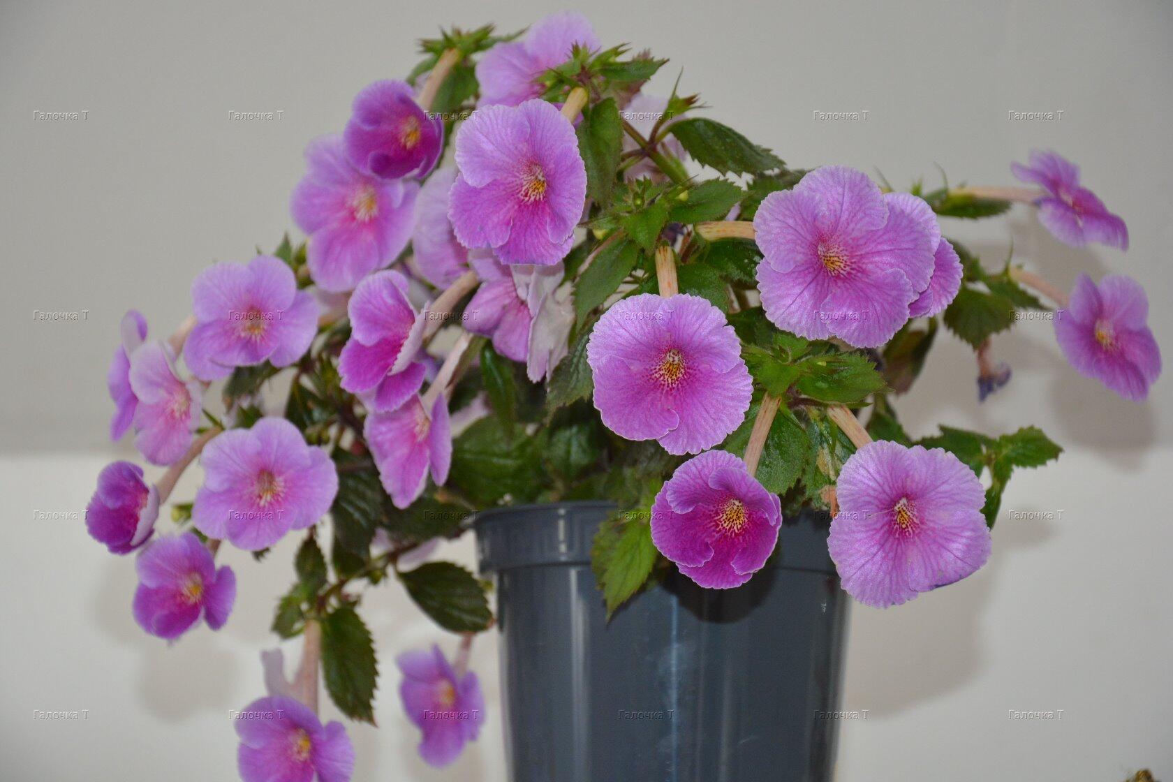 Ахименесы. Сохраняем ризомы до весны