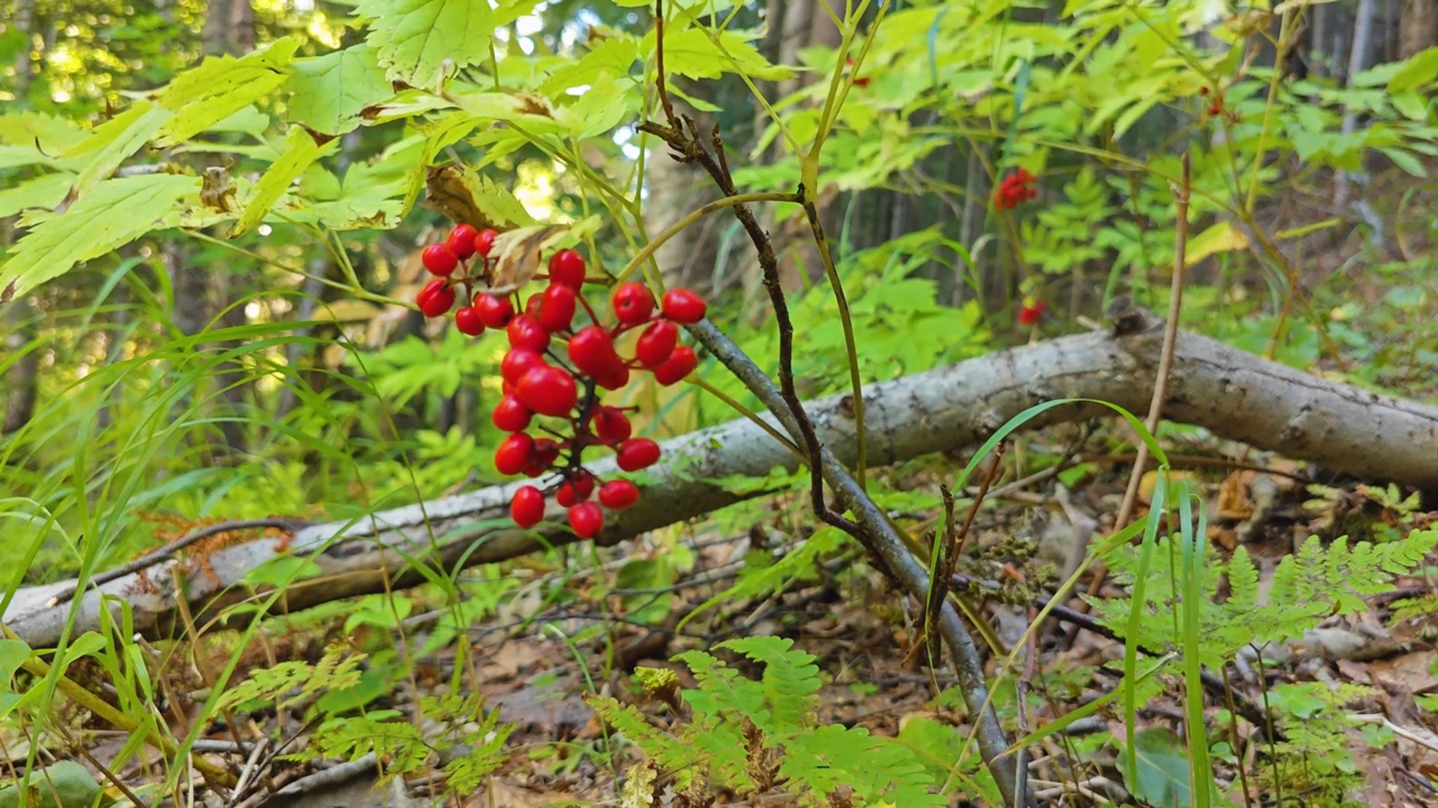 Прогулка по лесу в начале сентября / Таёжный ключ и ельник - короедник