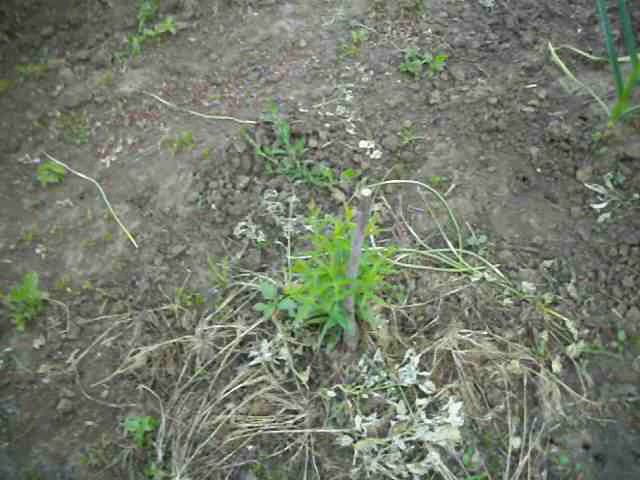 ЗИЗИФУС, унаби, финик