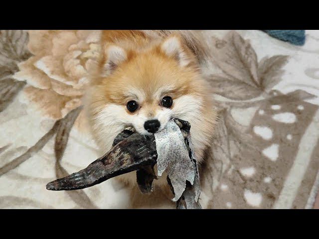 Мягкие игрушки наше всё! Фокс - тряпочник )