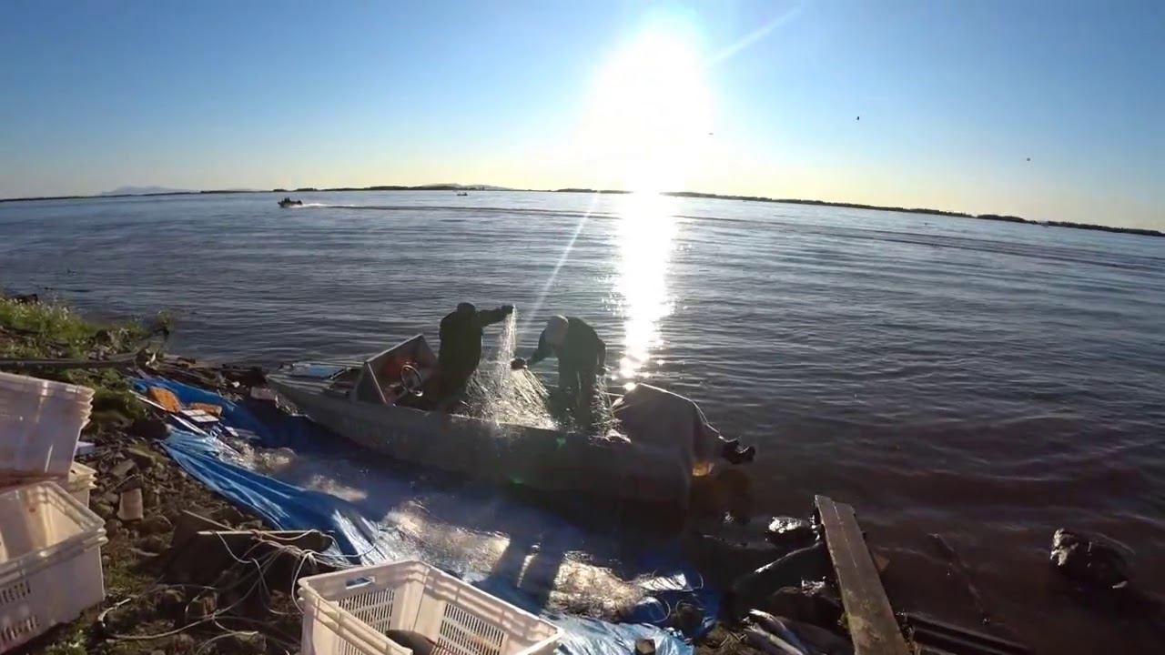 АБОРИГЕНКА. ЗАЕЗДКАМИ НА АМУРСКОМ ЛИМАНЕ ПЕРЕКРЫЛИ НАМ РЫБУ. ОСЕННЯЯ ПУТИНА 2020. РЫБЫ НЕТ