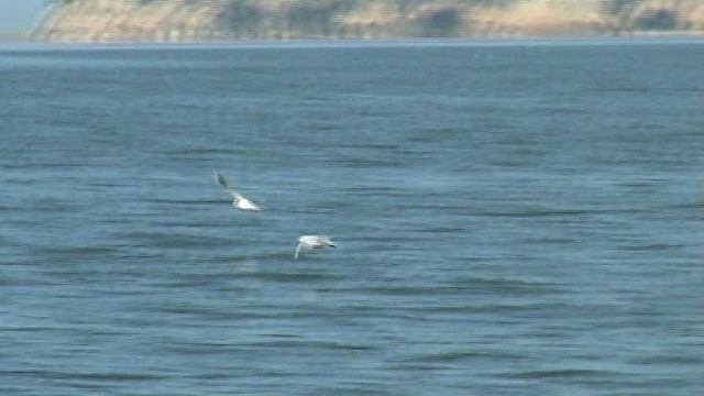 Саркел. По ту сторону моря.