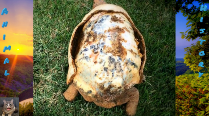 Черепаха лишилась панциря во время пожара в Бразилии