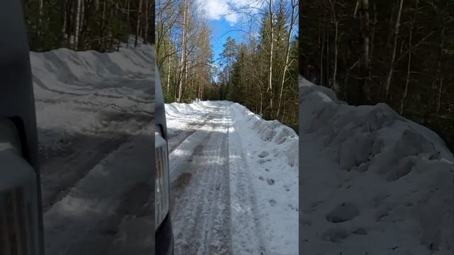 Ёлки на природе