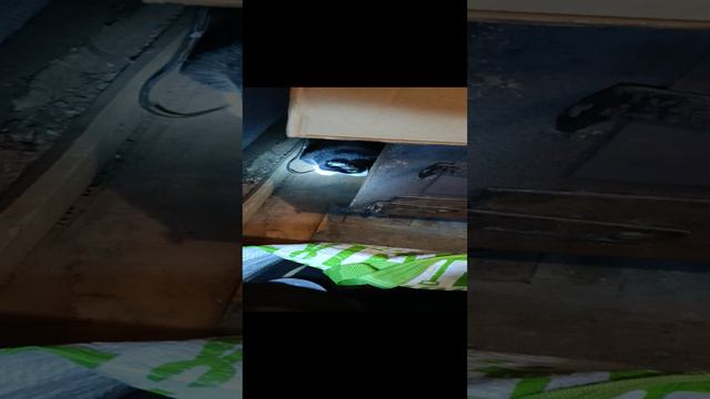 жопэ мохнатэ