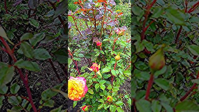 розовый куст