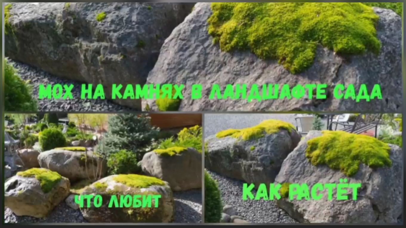 Мох на камнях в ландшафте сада.Что любит.Как растёт.